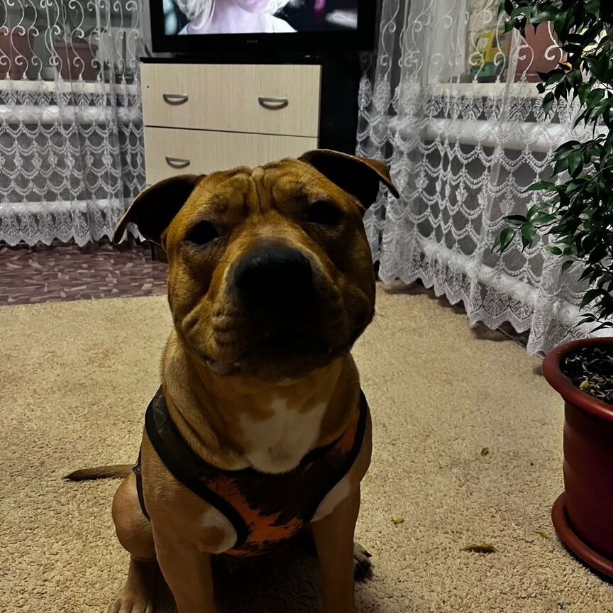 Американский стаффордширский терьер