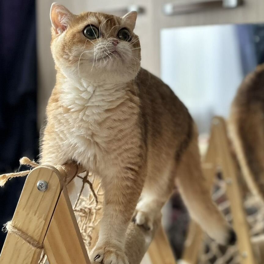 Британские котята, девочка