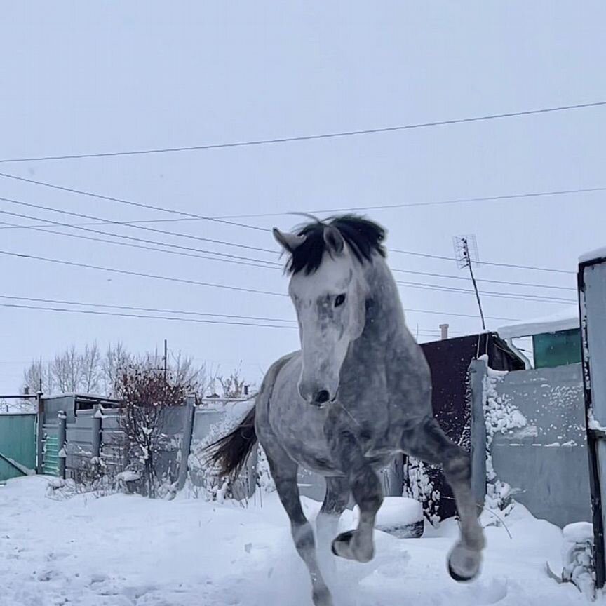 Постой для лошадей