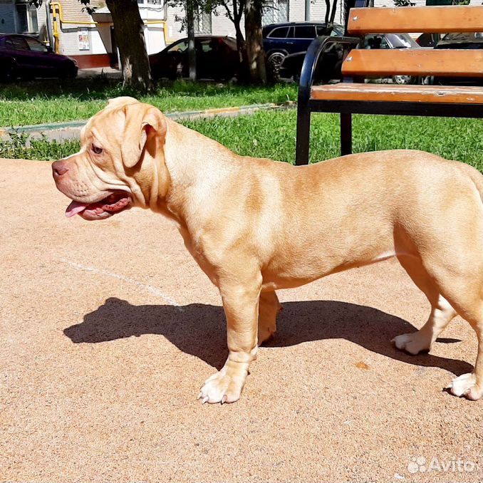 Шоко-палевая девочка ам.булли