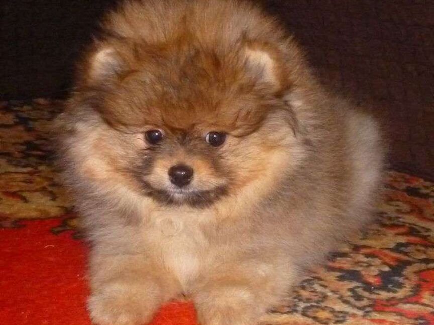 Мини мишки, возможна рассрочка