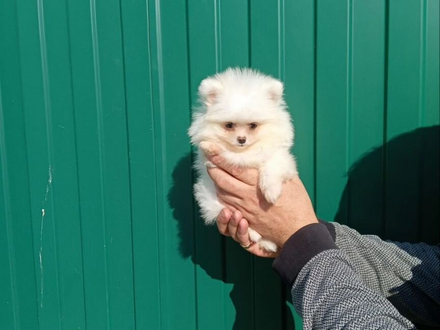 Померанский шпиц мини