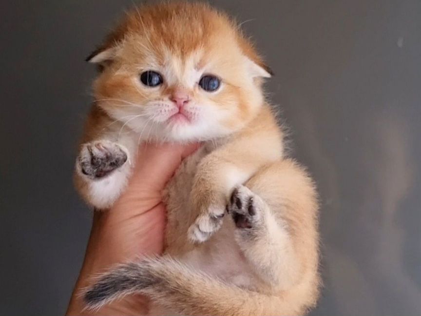 Мальчик золотая шиншилла