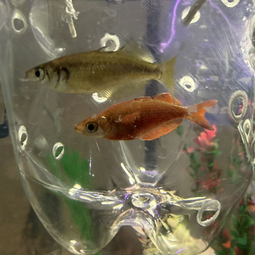 Аквариумные рыбы Голосолеписы