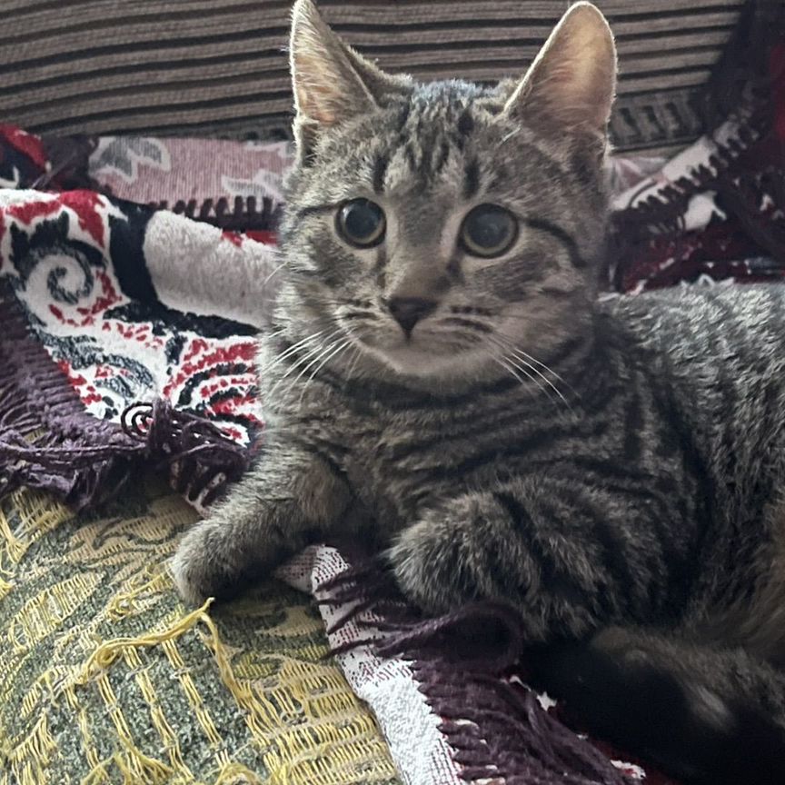Отдам котят в самые добрые руки:)