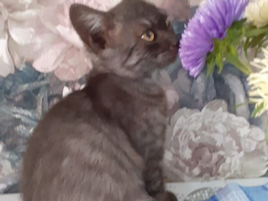 Котёнок Кексик, окрас "чёрный дым"