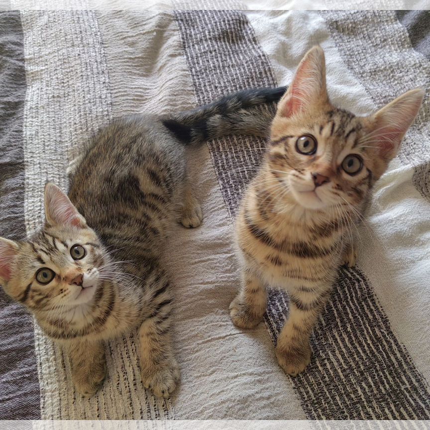 Котята