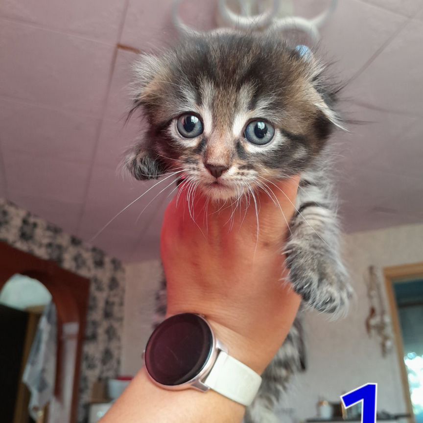 Коська