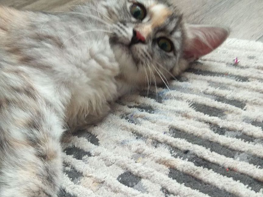 Котенок подросток
