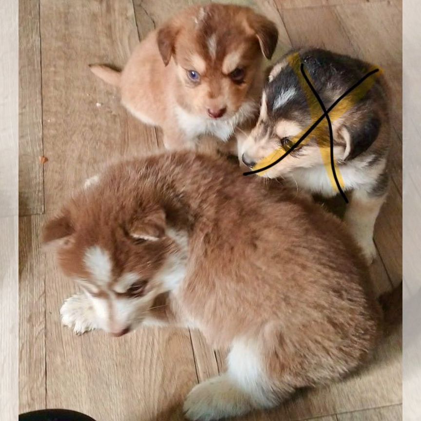 Продам хаски щенок