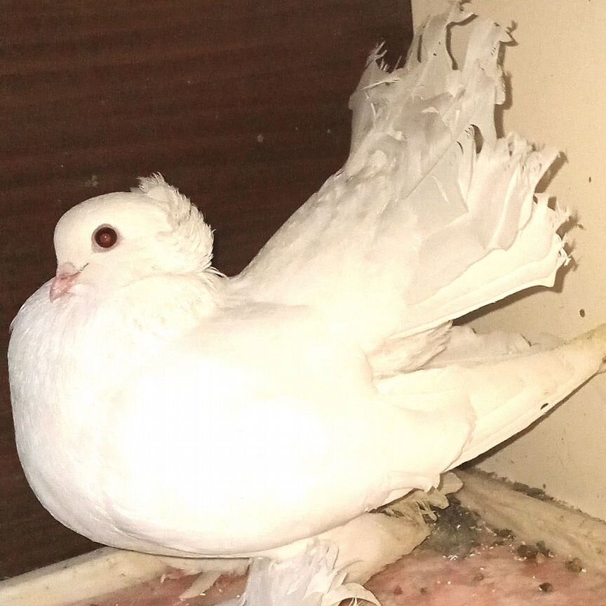 Продам пару статных