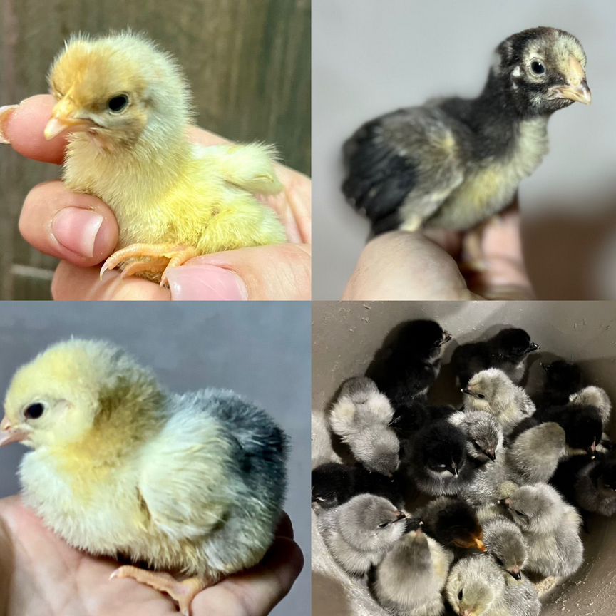 Цыплята породных кур