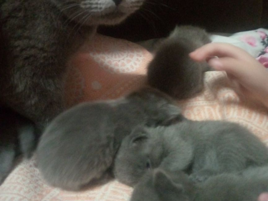 Британские котята