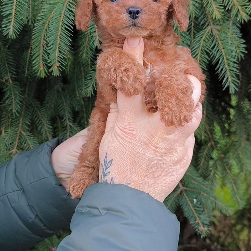 Той-пудель ред браун девочка