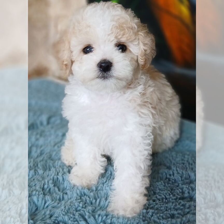 Бишон фризе, щенок