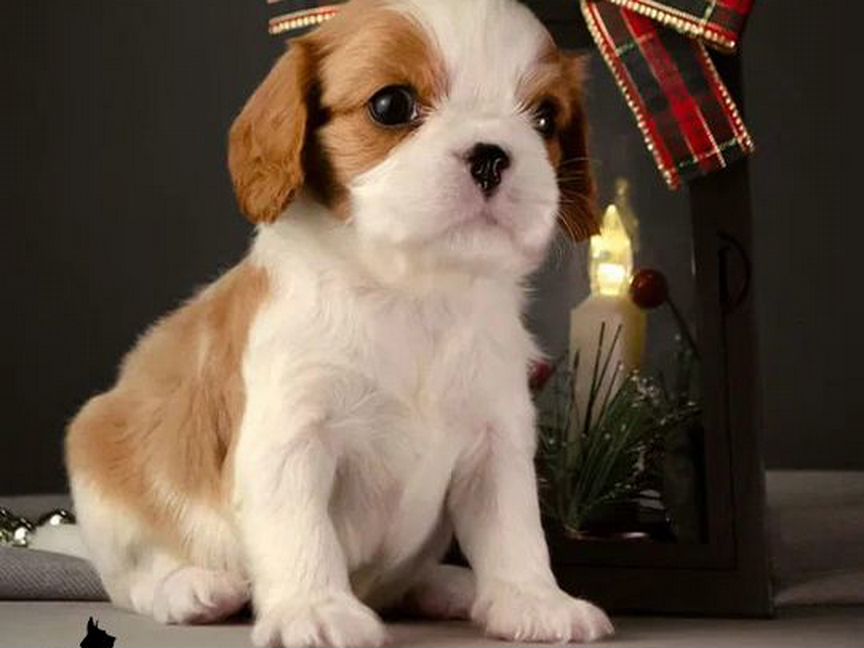 Кавалер Кинг Чарльз спаниель. Мальчики и девочки