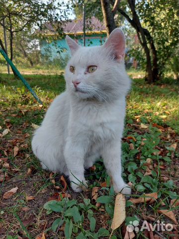 Белый кот ищет дом