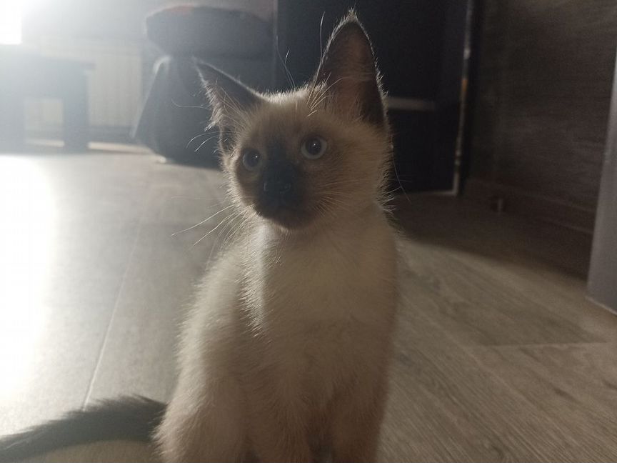 Тайские котята