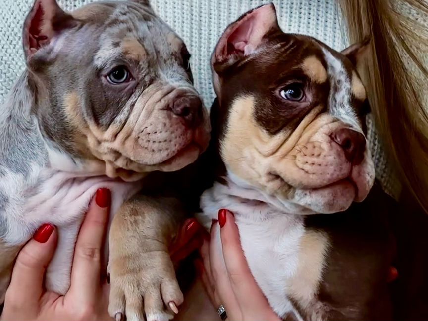 Шоколадный триколор мальчик