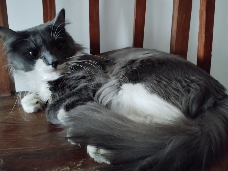 Норвежская лесная