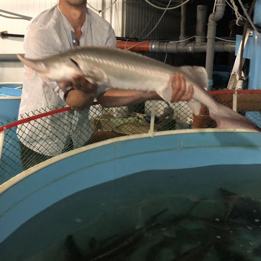 Мальки для пруда узв садков