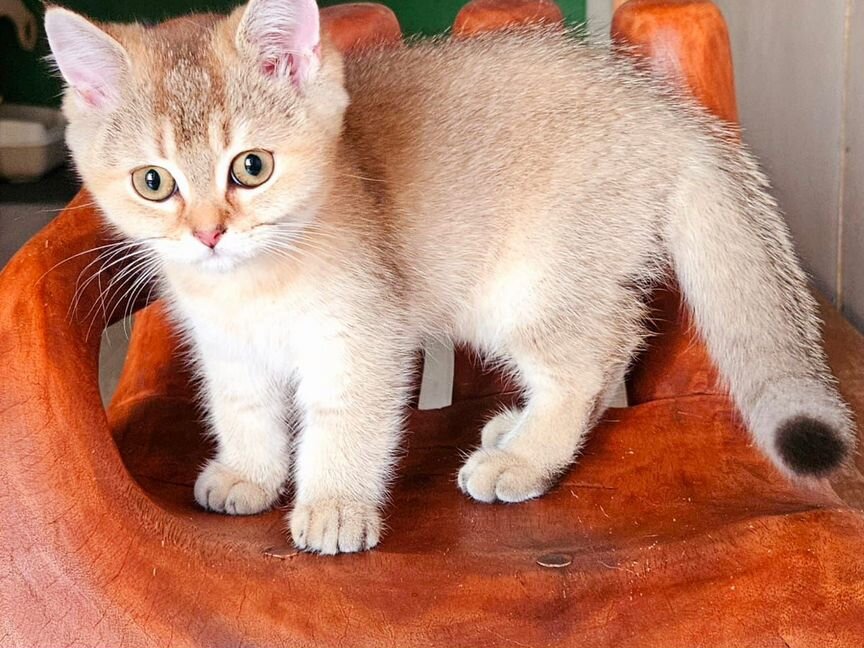 Котенок британский