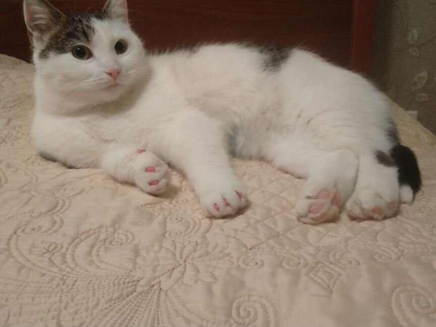 Кошка Масяня