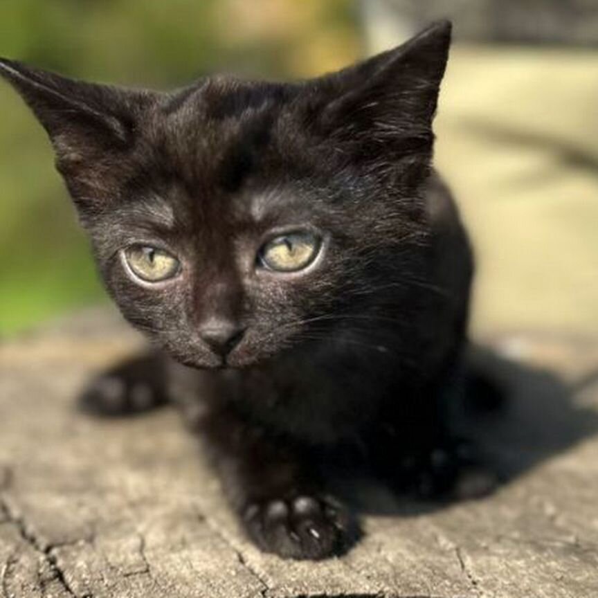 Черный котенок