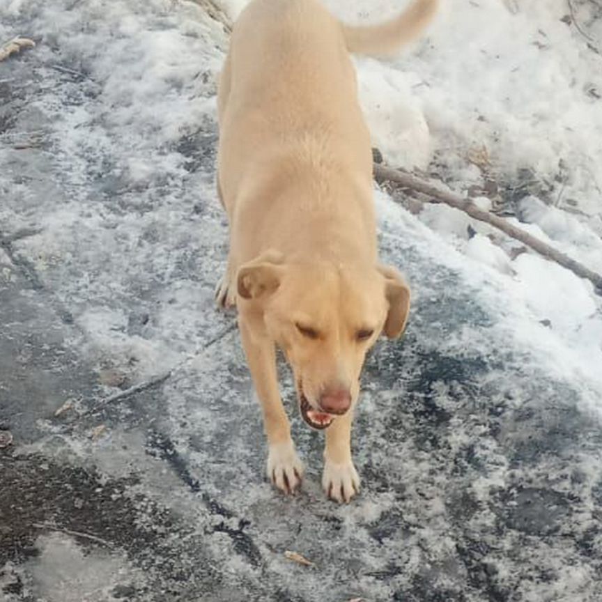 Взрослый пёс в добрые руки