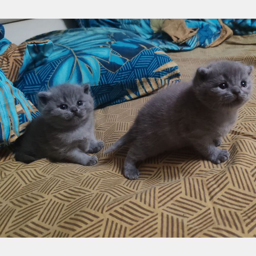 Шотландская шиншилла