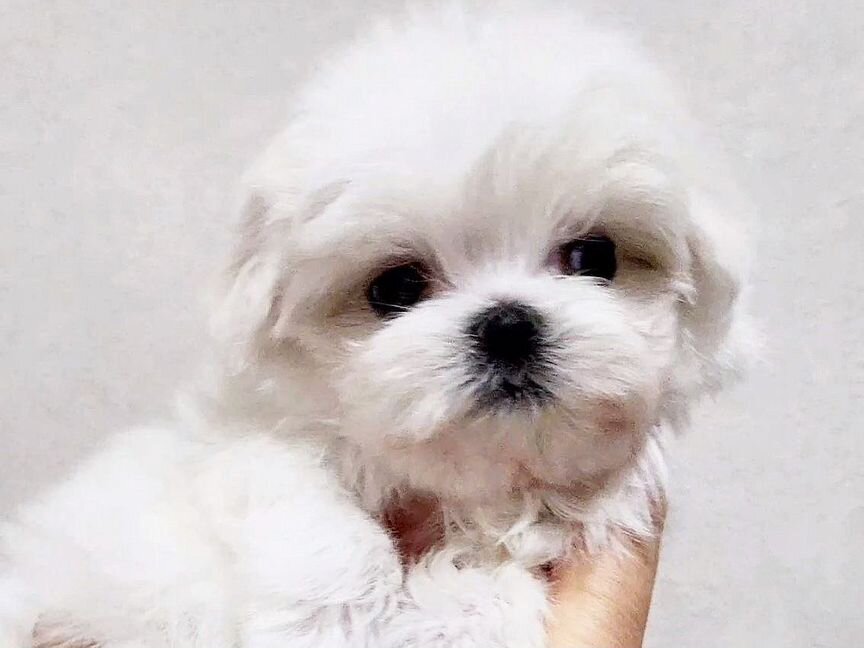 Собака мальтезе