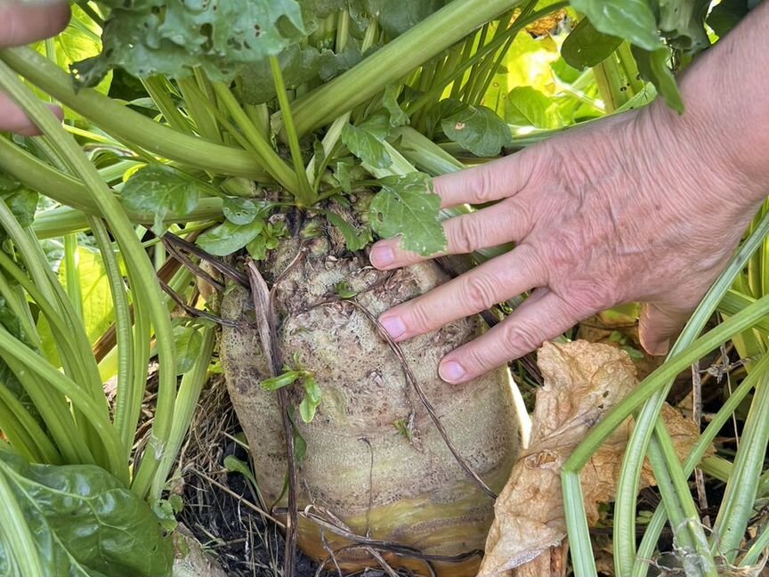 Свекла кормовая