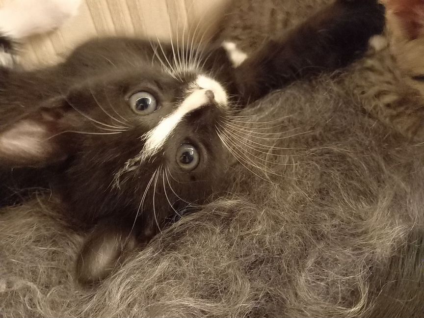 Котята обыкновенные