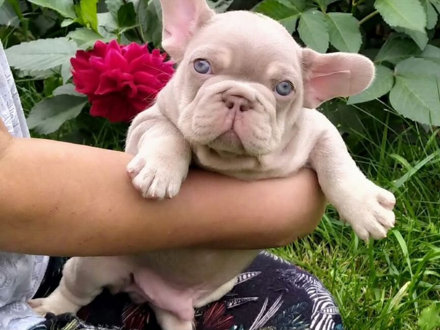 Изабелла Нью Шейд с подпалом