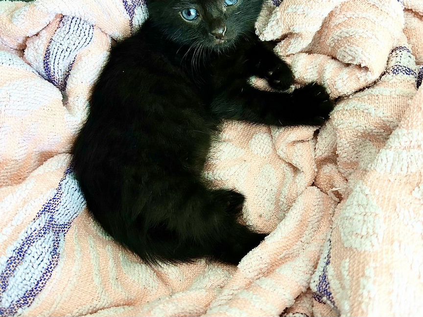 Котенок черный