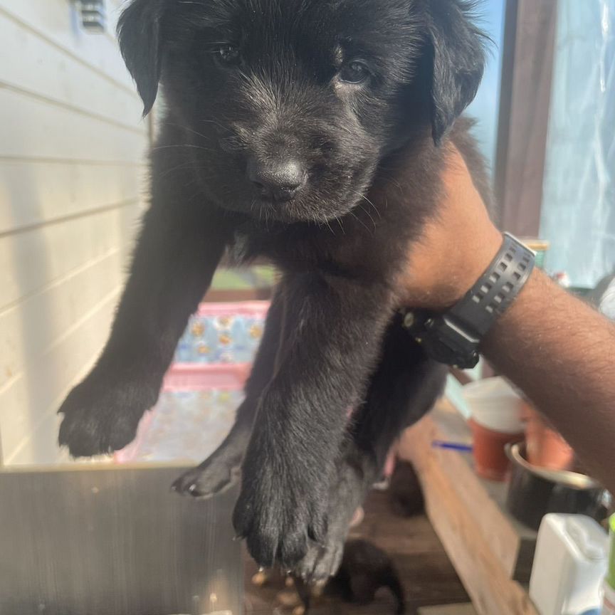 Щенки черной немецкой овчарки