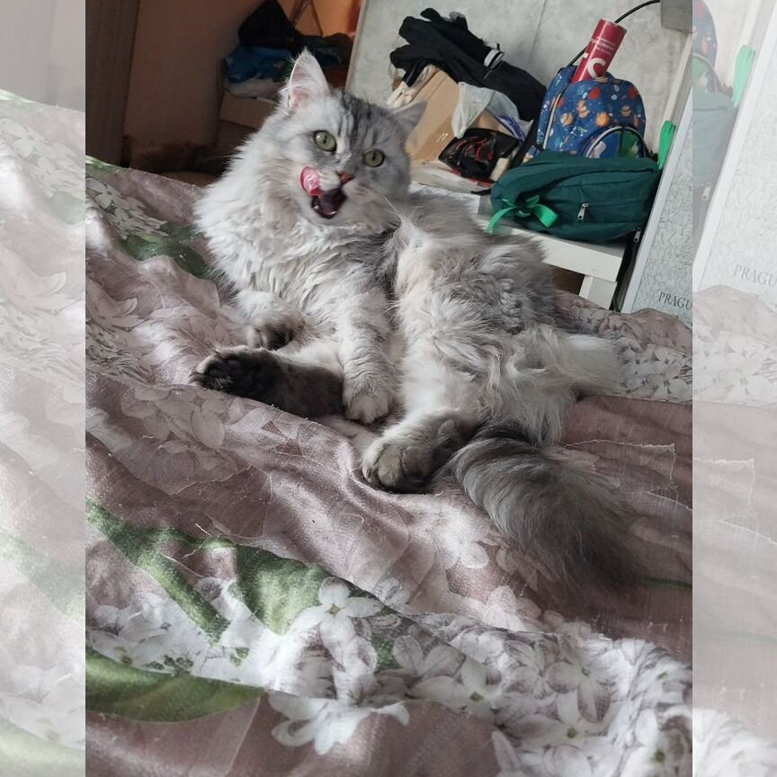 Сибирский котёнок