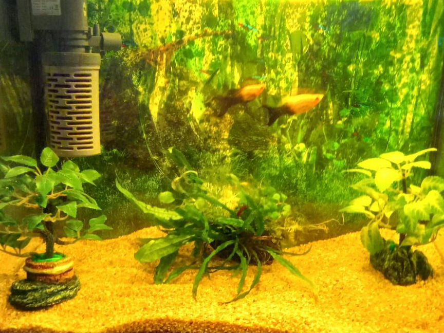 Аквариум, Лягушка, Рыбки, Креветки