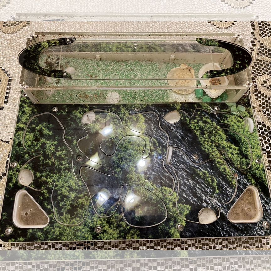 Формикарий с муравьями