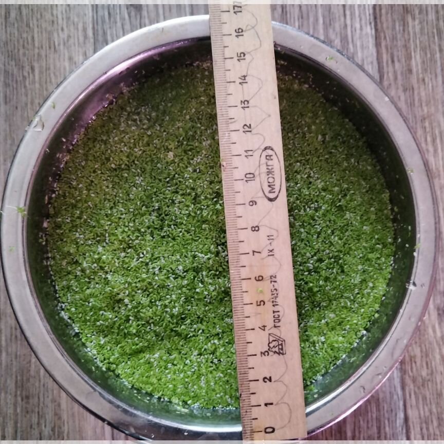 Ряска для аквариума