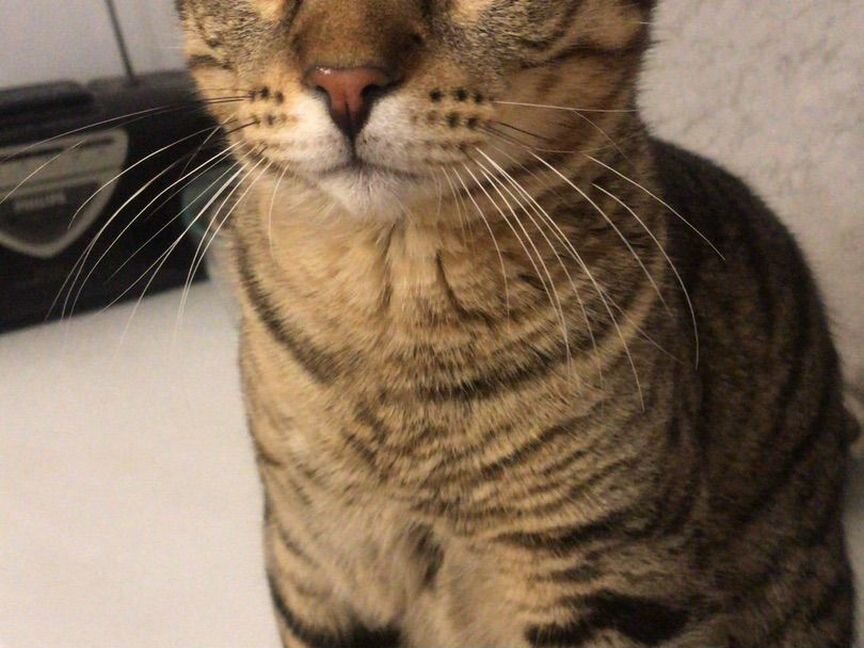 Котенок тигренок в добрые руки