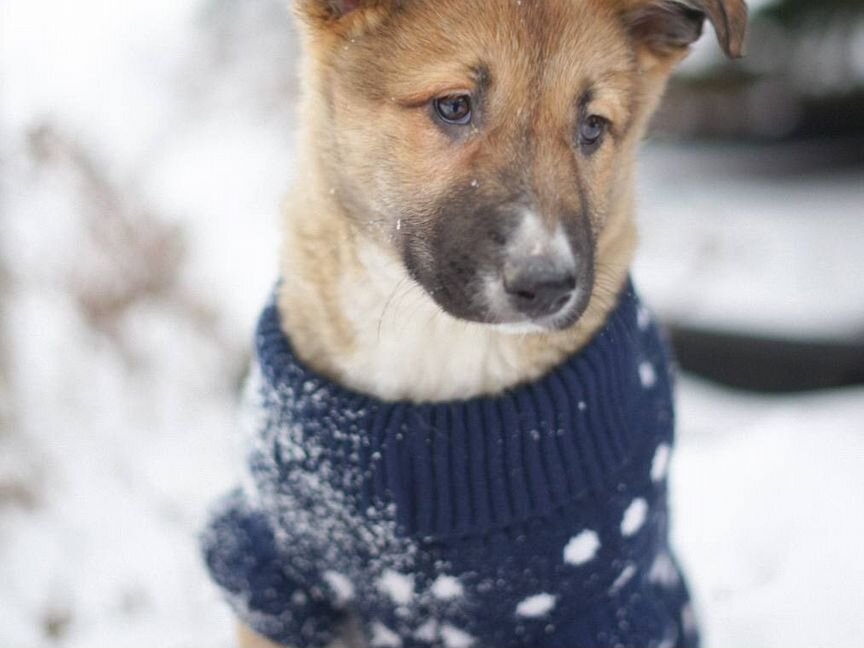 Щенок в добрые руки