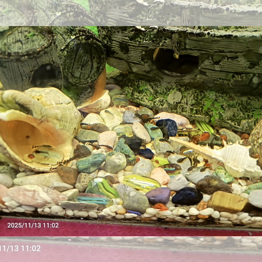 Маленькие сомики