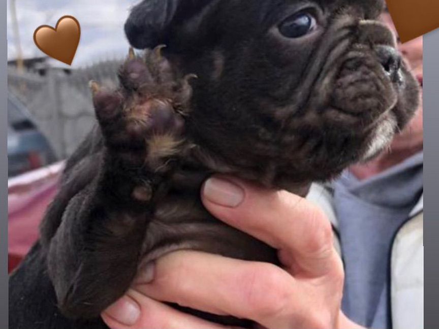 Девчока шоколадного окраса