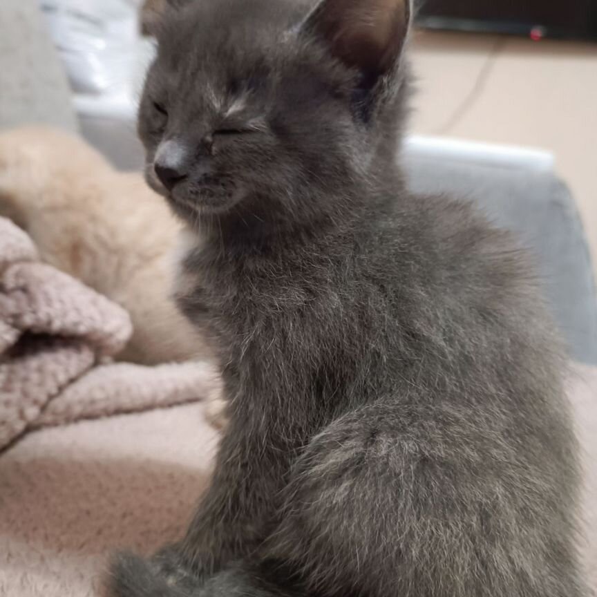 Котята бесплатно