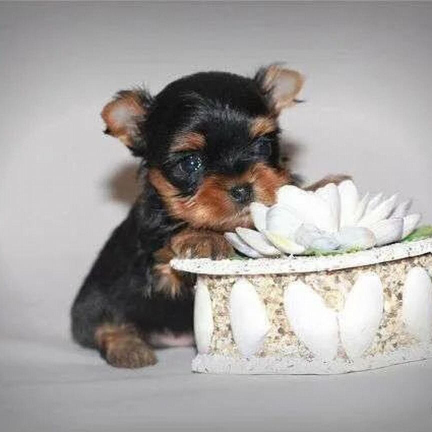 Йоркширский терьер мальчик очень очень маленький