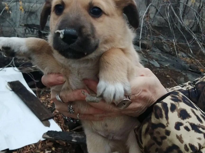 Собака