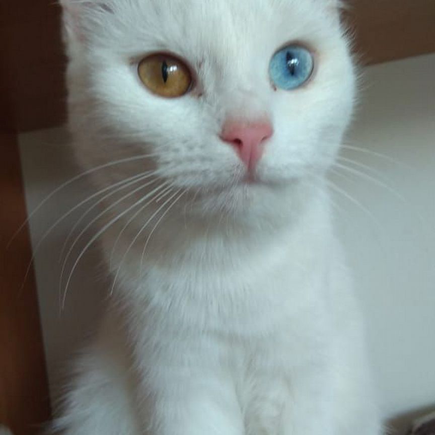 Кошечке очень нужен дом
