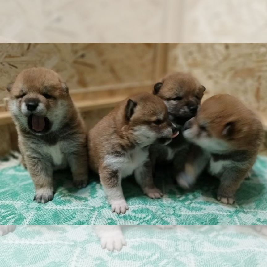 Сиба-ину, щенок