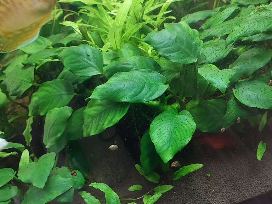 Аквариумные растения